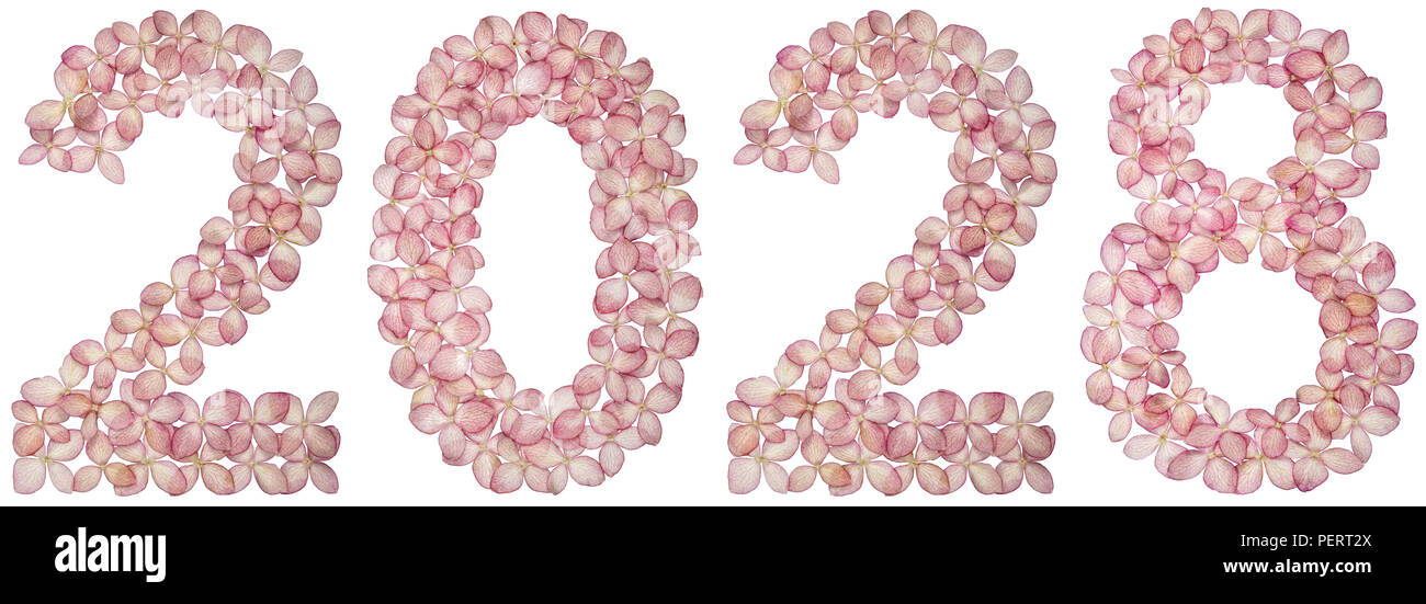 Numeral 2028 from flowers of hydrangea, isolated on white background ...