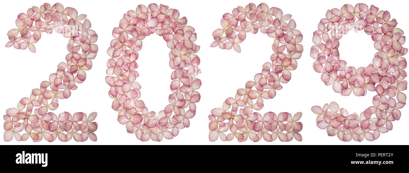 Numeral 2029 from flowers of hydrangea, isolated on white background ...