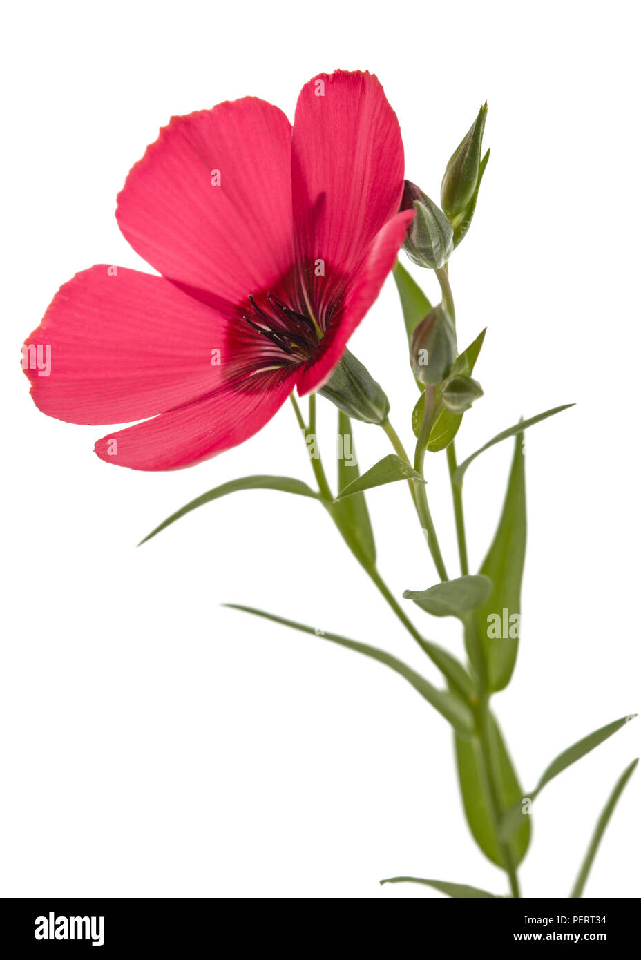 Red flower of flax, isolated on white background Stock Photo - Alamy