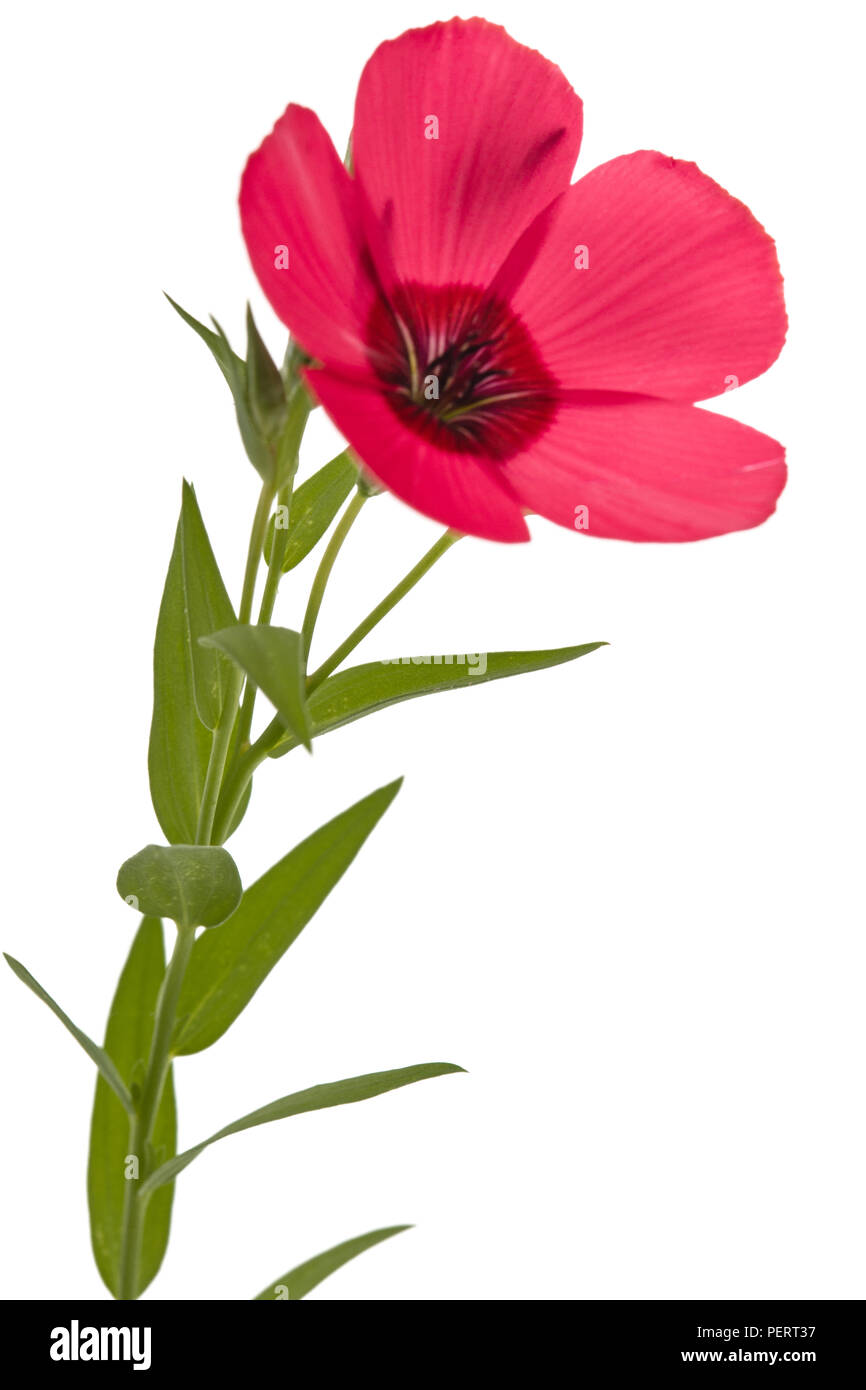 Red flower of flax, isolated on white background Stock Photo - Alamy