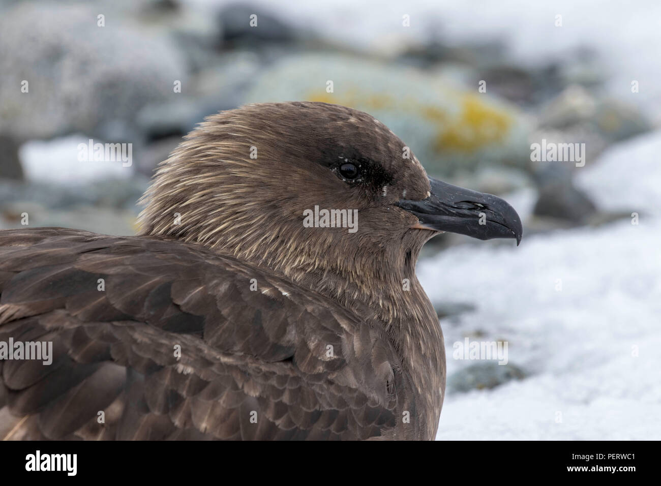 Closeup of an Antarctic skua Stock Photo - Alamy