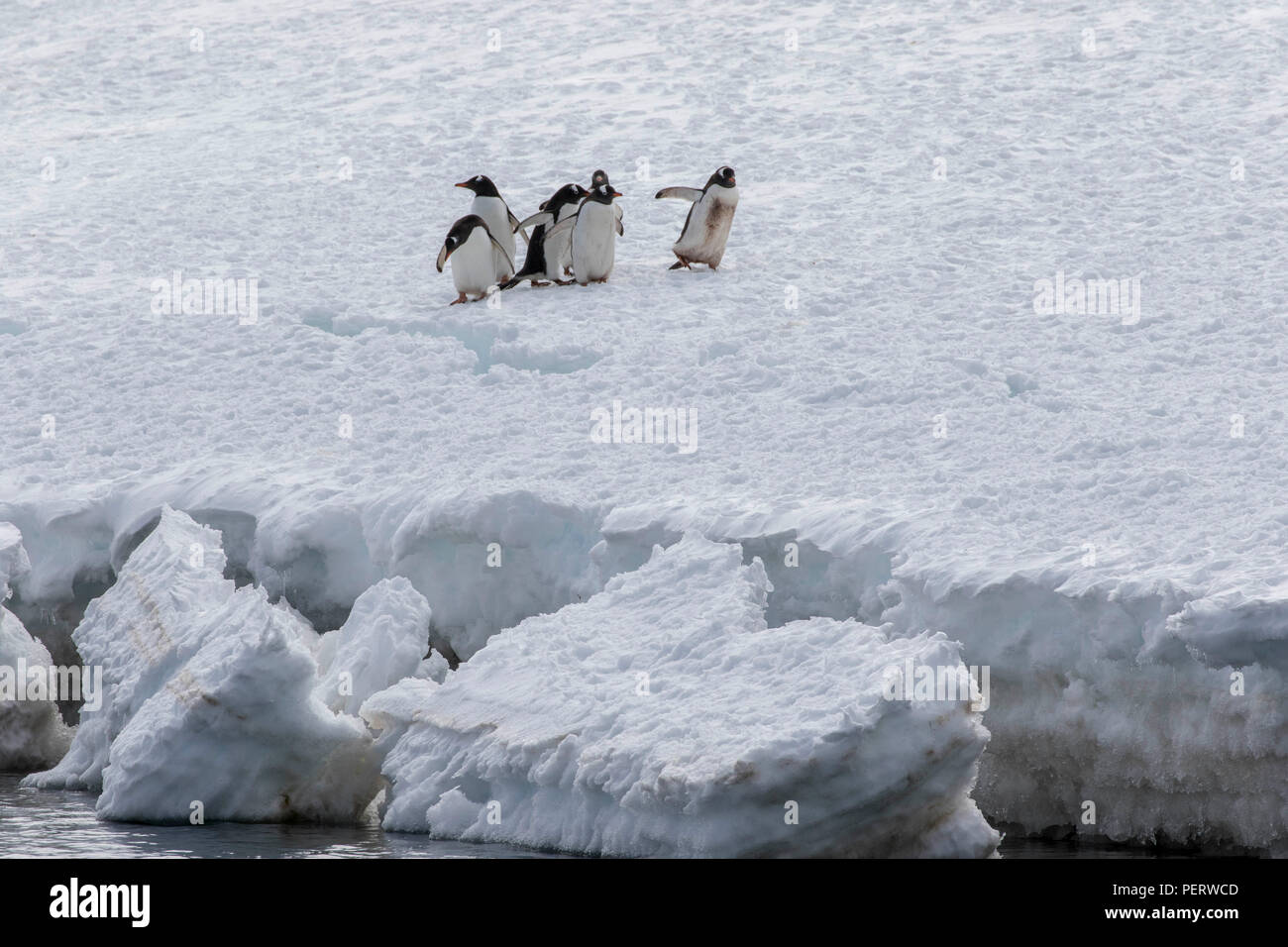 Penguin rookery in antarctica hi-res stock photography and images - Alamy