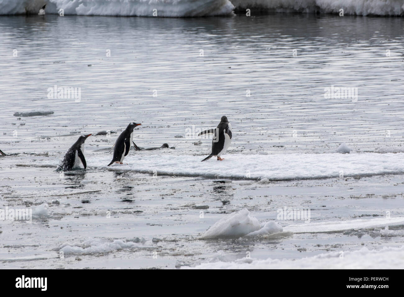 Gentoo penguin rookery in Antarctica Stock Photo - Alamy