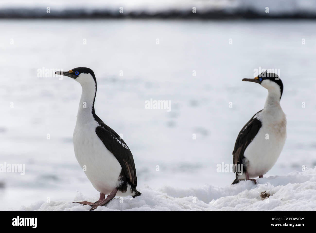 Antarctic or blue eyed shags hi-res stock photography and images - Alamy