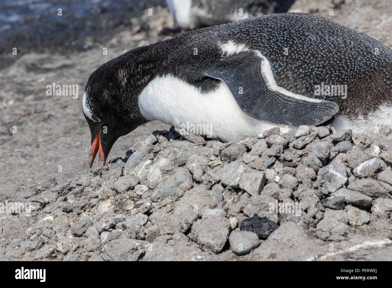 Female gentoo penguin tending to its stone nest in Antarctica Stock ...