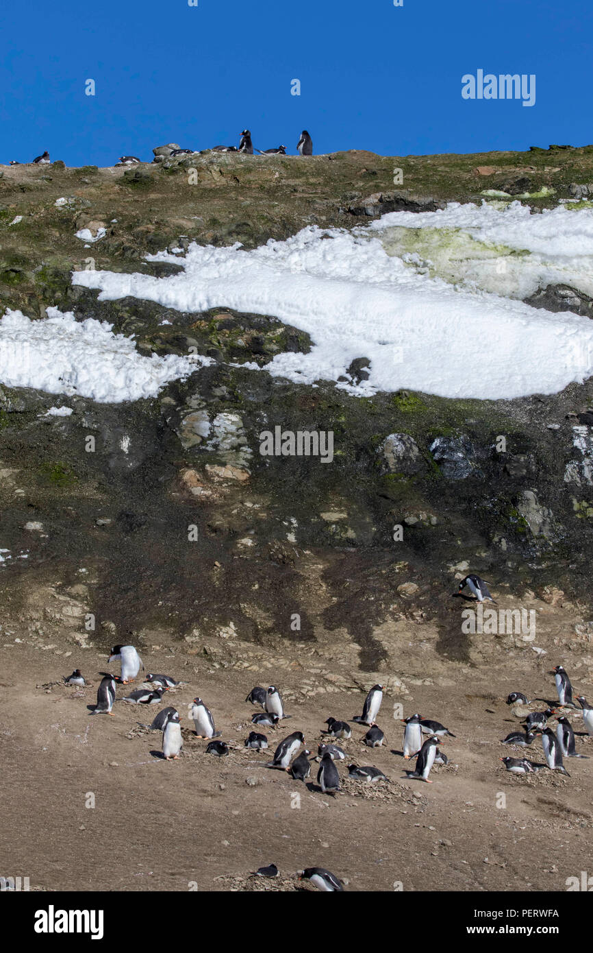 Chinstrap penguin rookery on Antarctica Stock Photo - Alamy