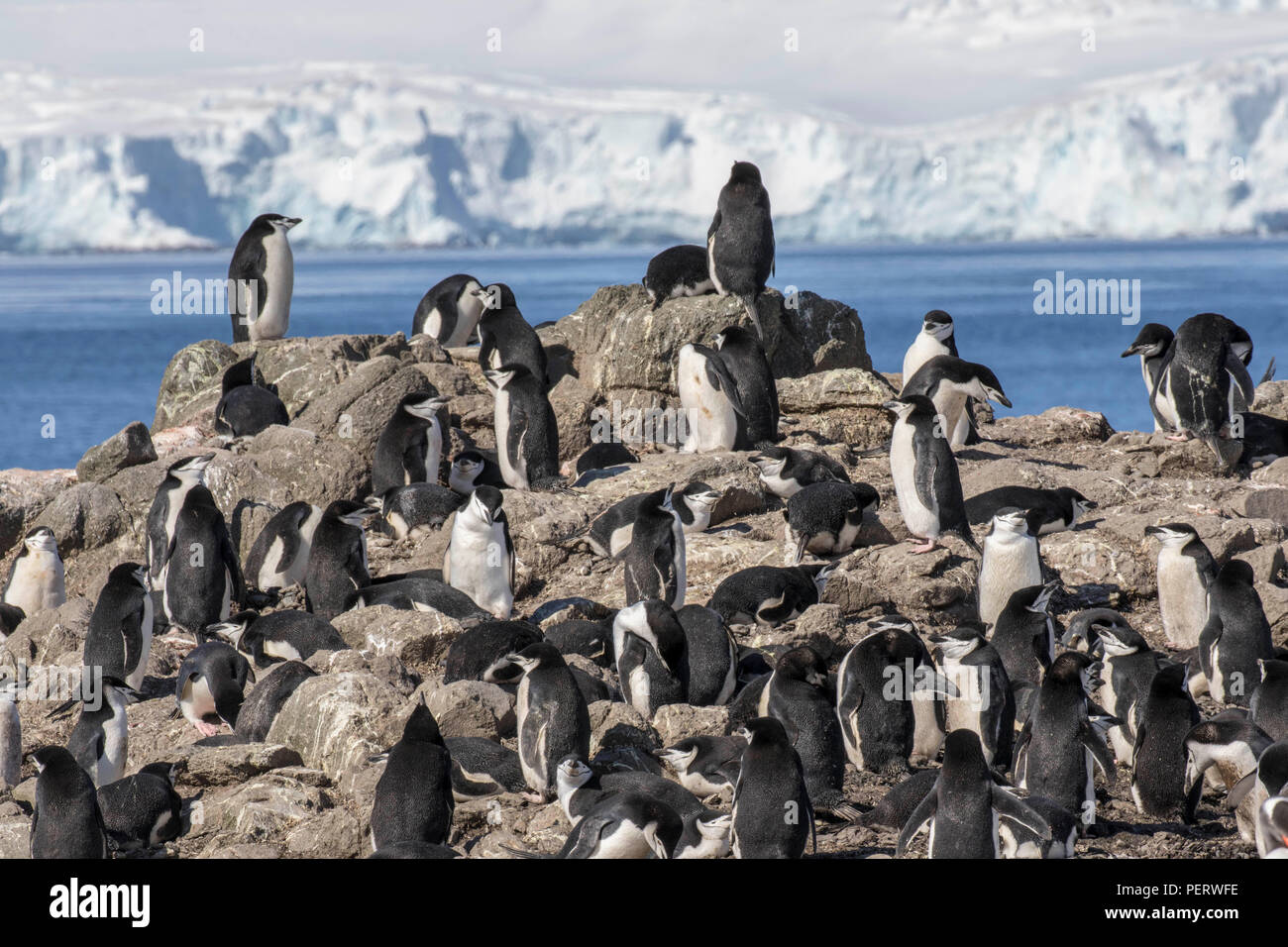 Chinstrap penguin rookery on Antarctica Stock Photo - Alamy