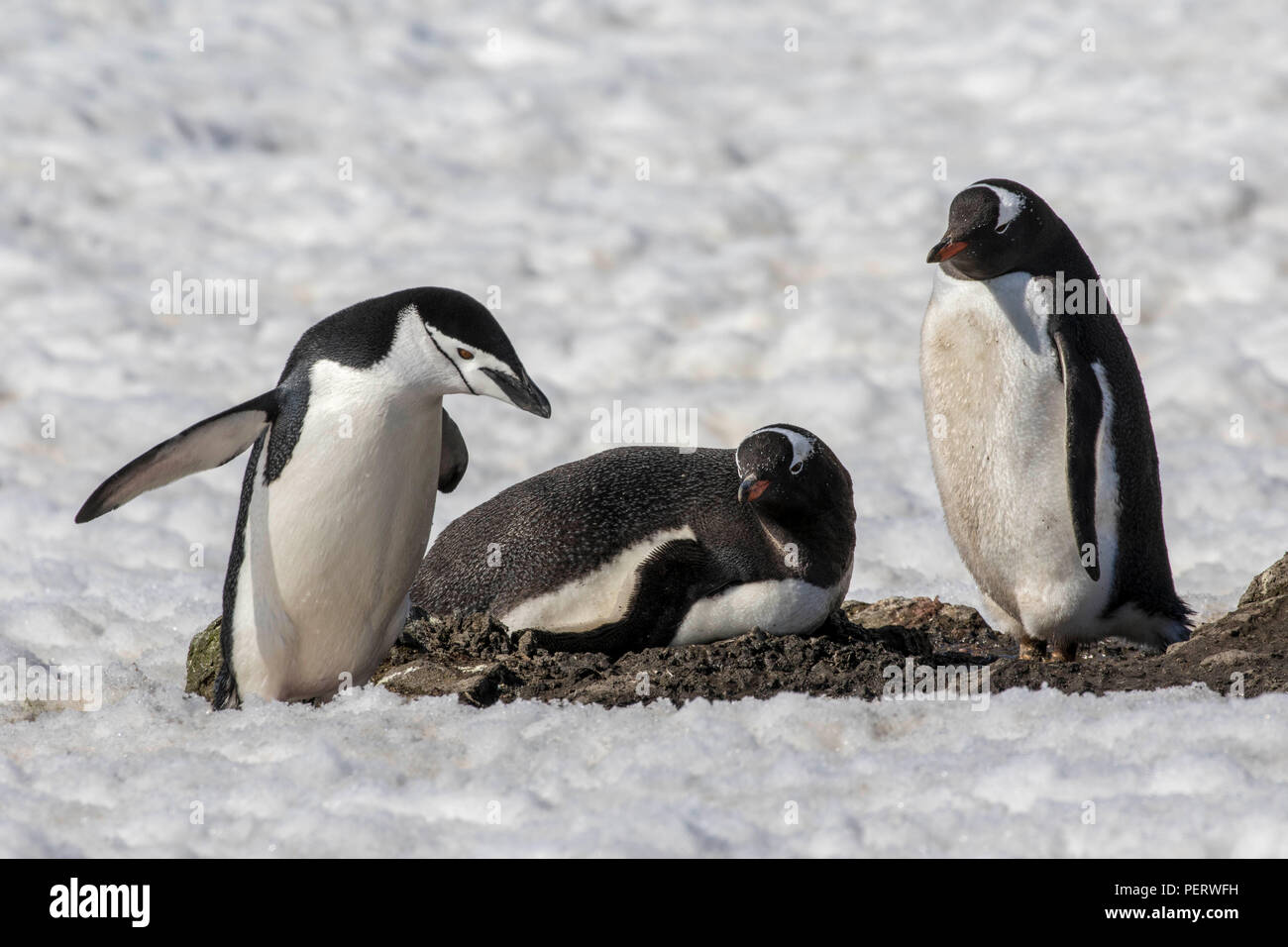 Chinstrap penguin rookery on Antarctica Stock Photo - Alamy