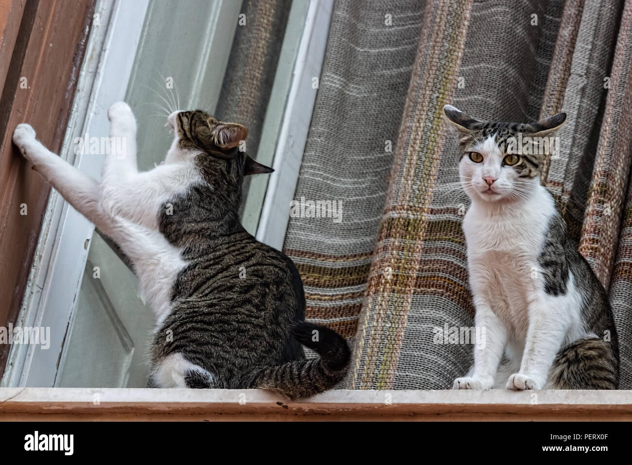 Cats in the window Stock Photo - Alamy