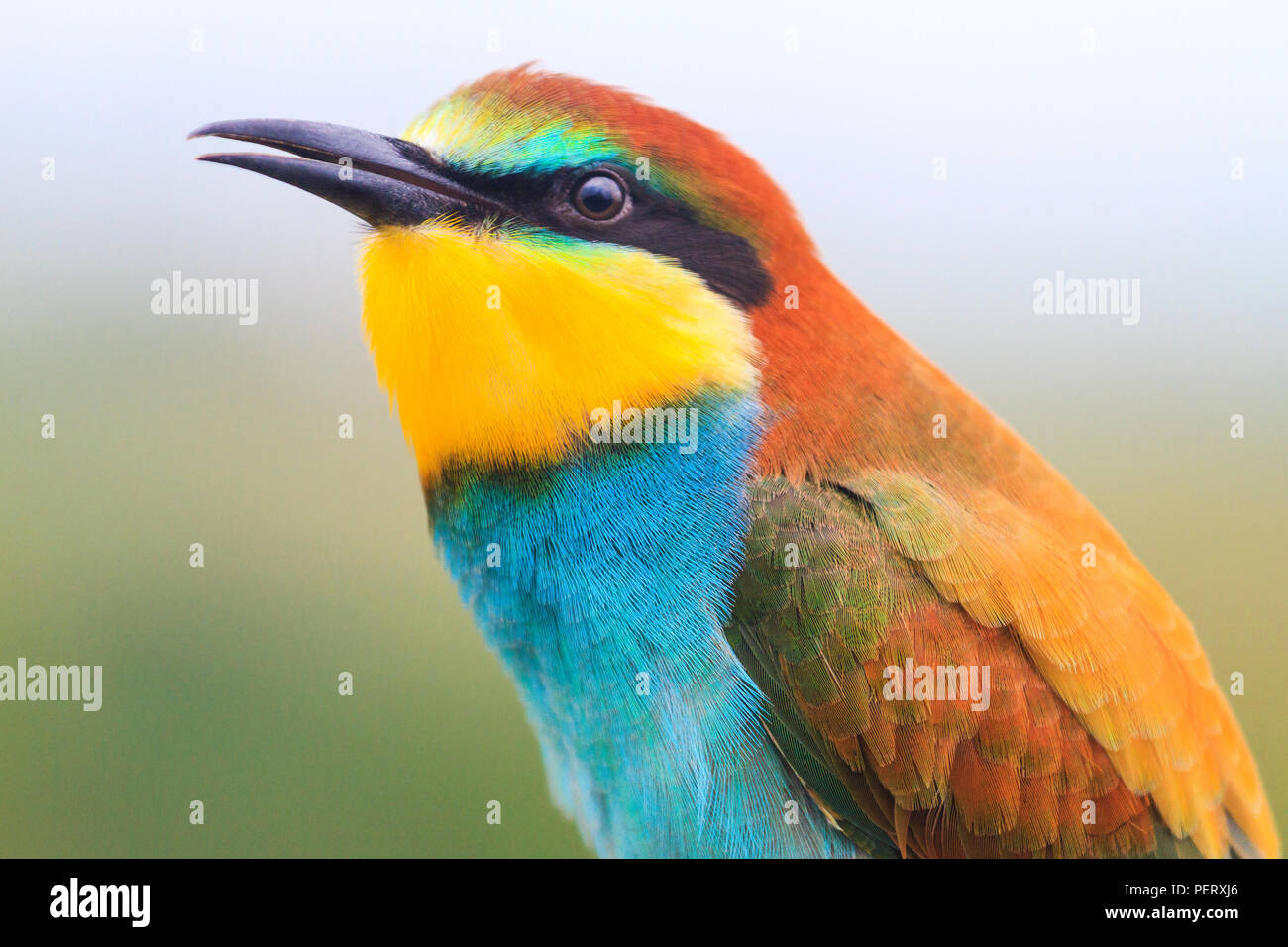 Blue bird wild nature hi-res stock photography and images - Alamy