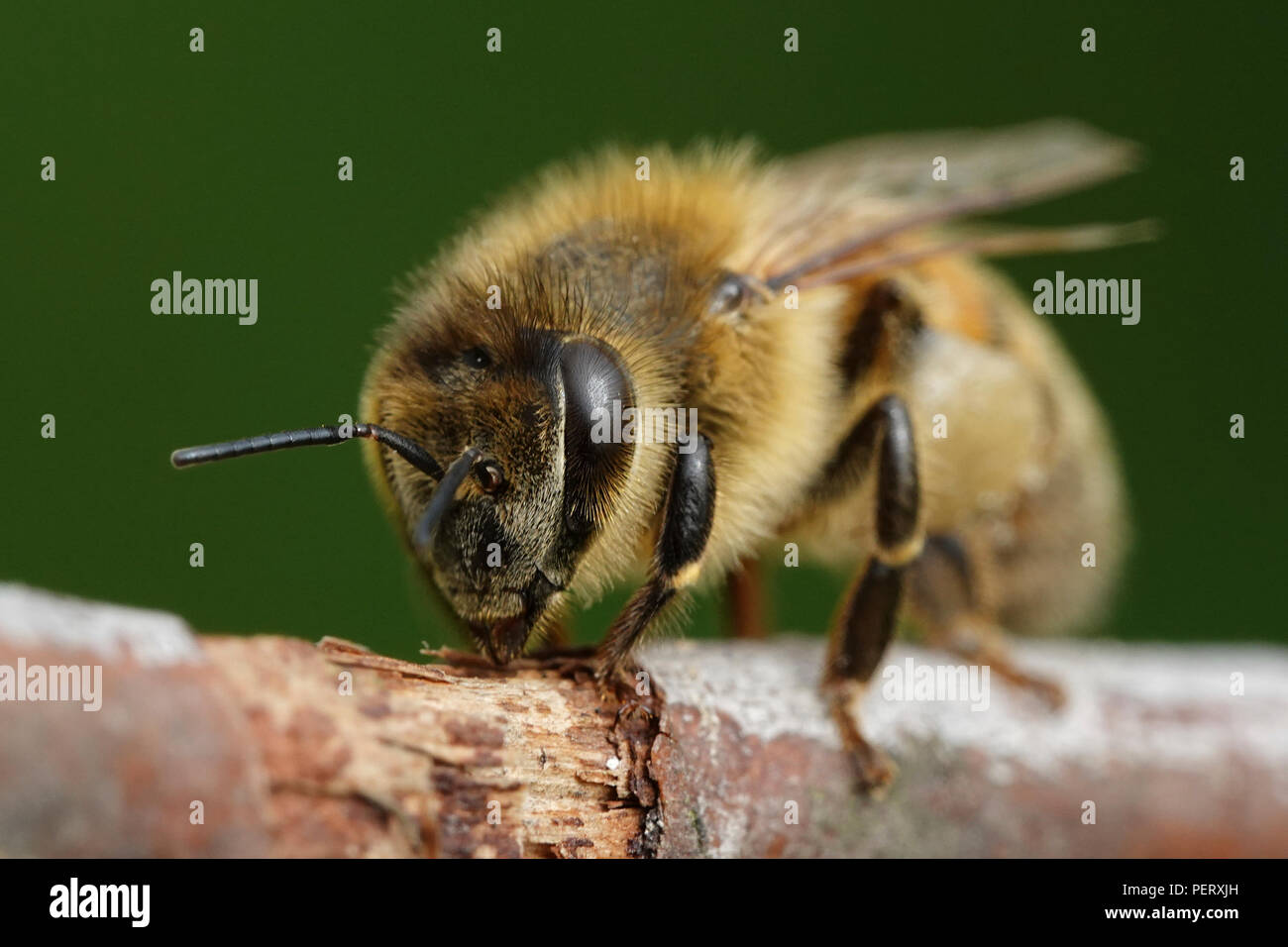 Photo of honey bee hi-res stock photography and images - Alamy