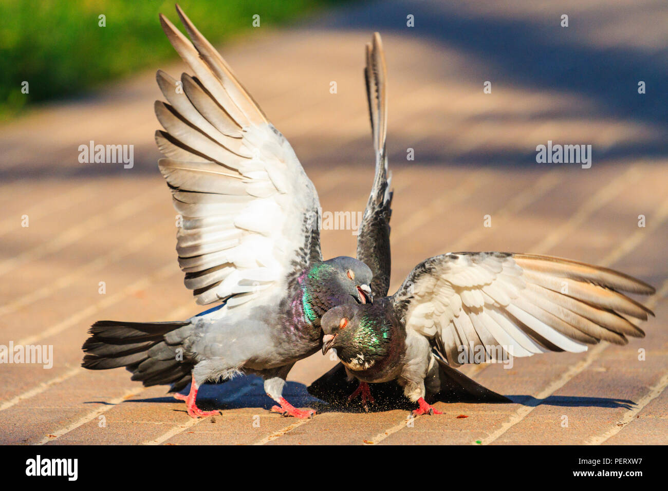two pigeons battling wings on the ground Stock Photo - Alamy