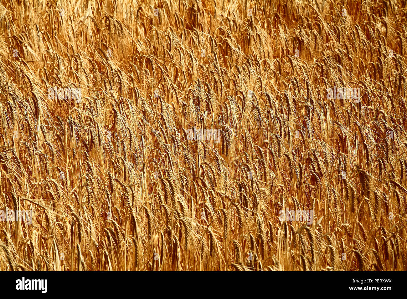 Field of golden wheat growing in a farmers field on a sunny day Stock ...