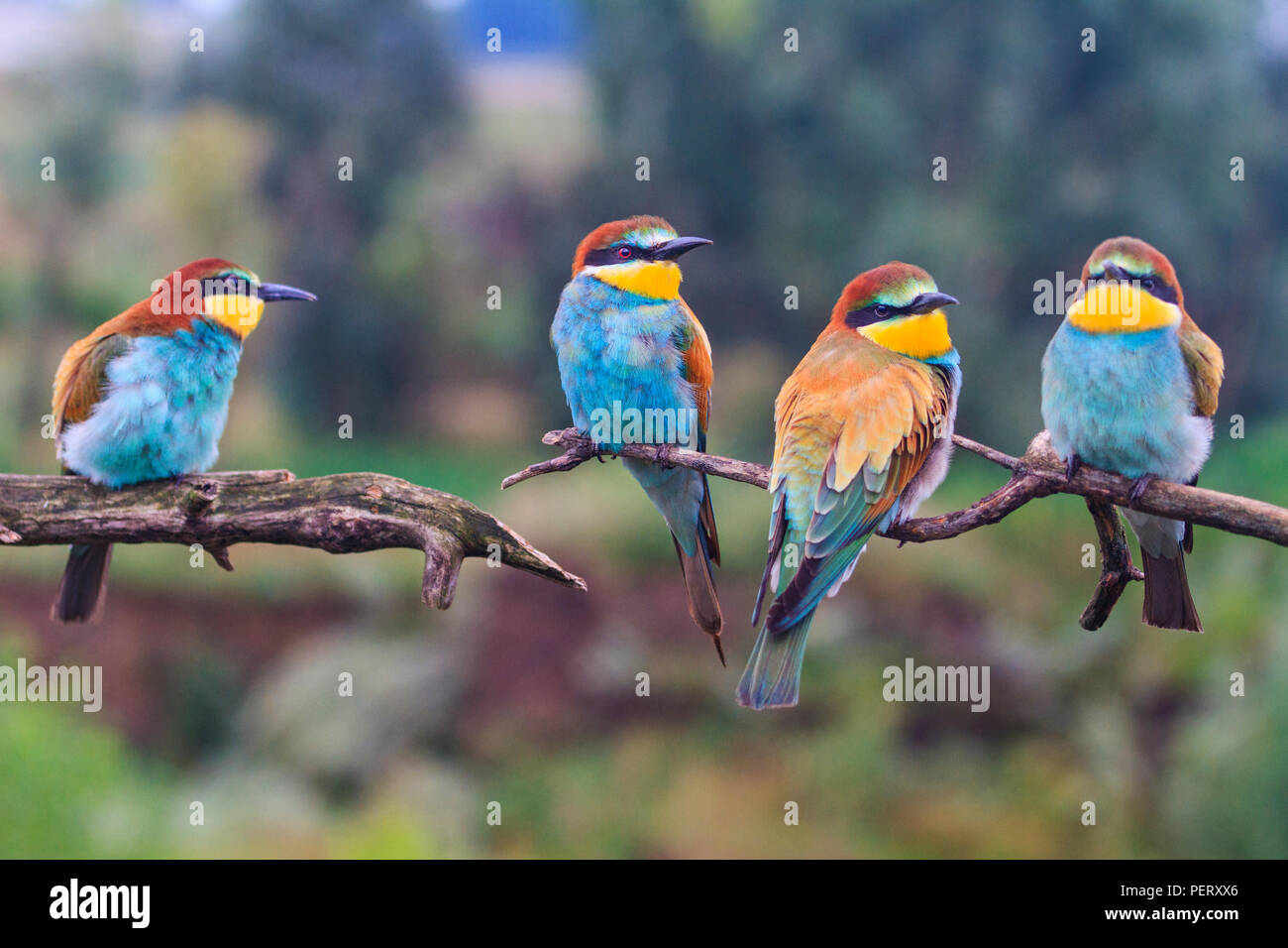 wild colored birds rest on the branches Stock Photo - Alamy