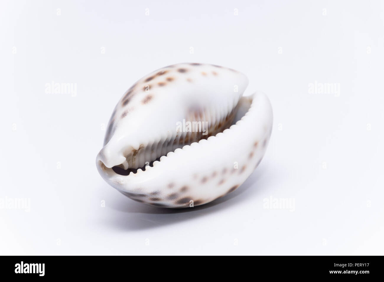 Big tropical sea shell tropics ocean colorful mussel Stock Photo - Alamy