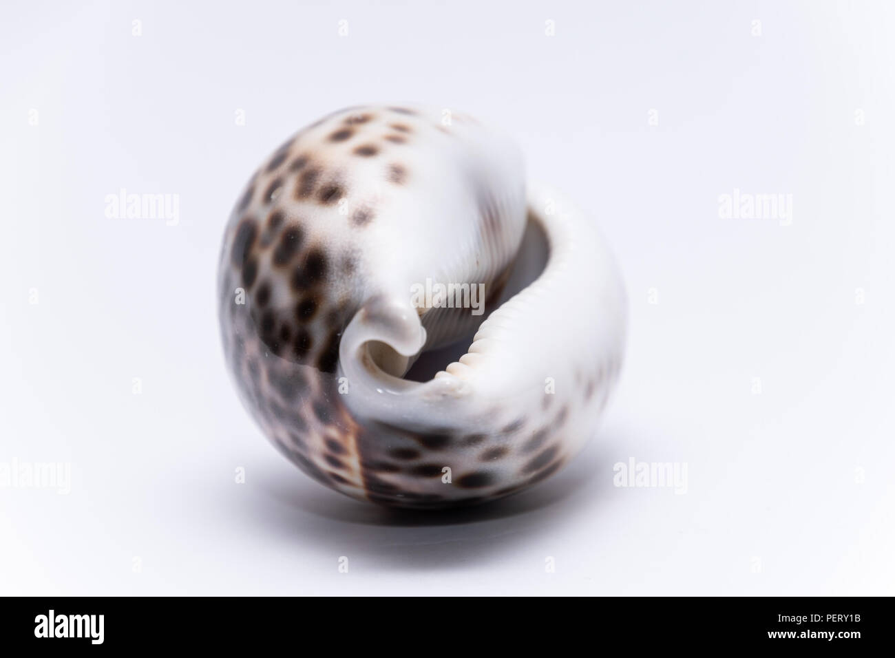 Big tropical sea shell tropics ocean colorful mussel Stock Photo - Alamy