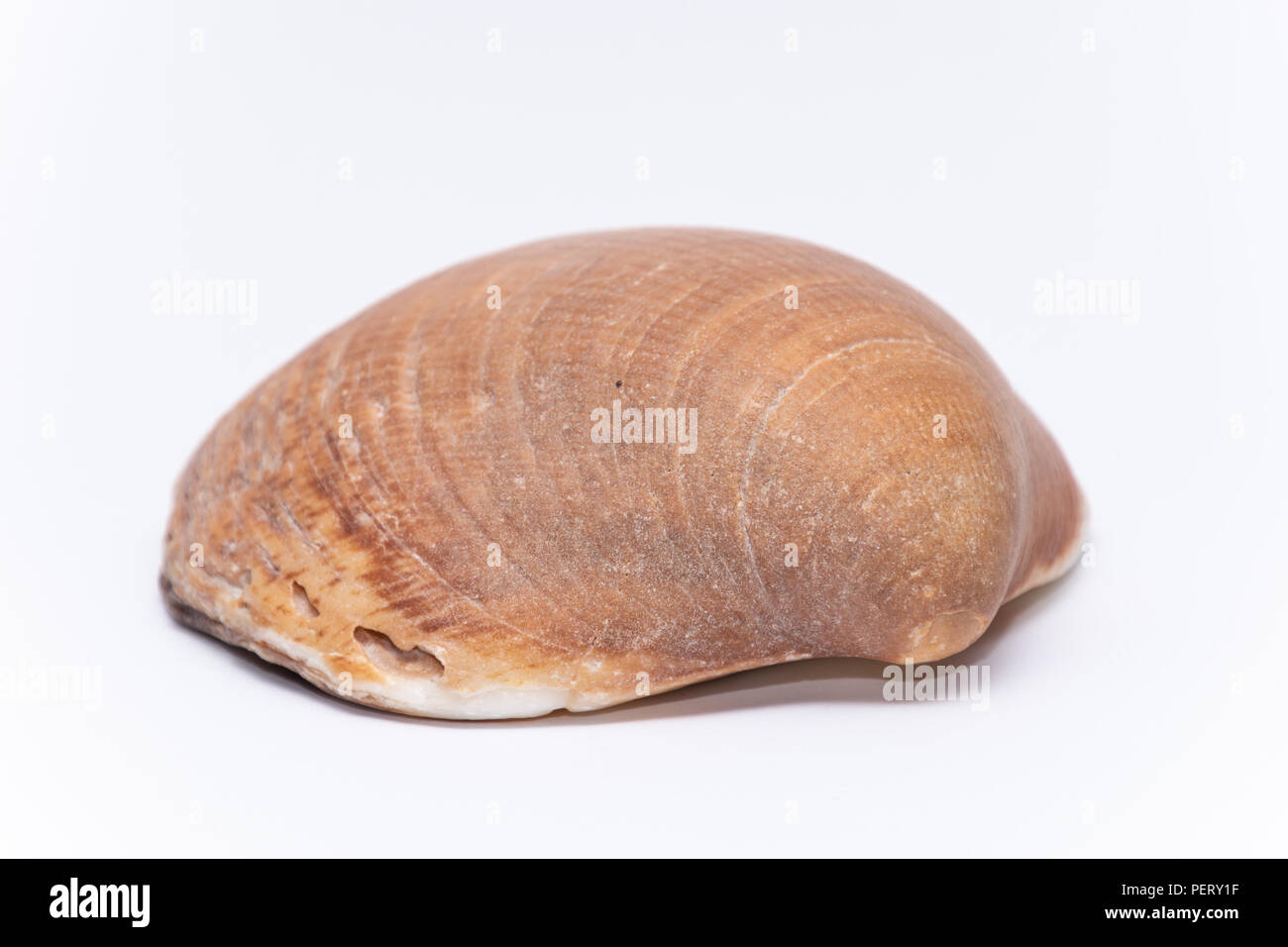 Big tropical sea shell tropics ocean colorful mussel Stock Photo - Alamy