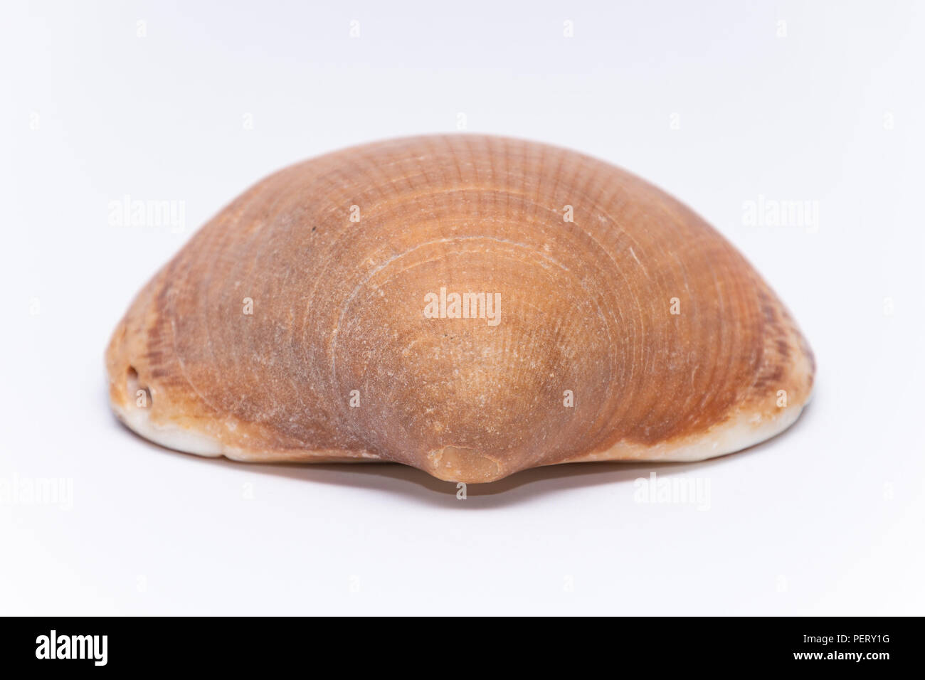 Big tropical sea shell tropics ocean colorful mussel Stock Photo - Alamy