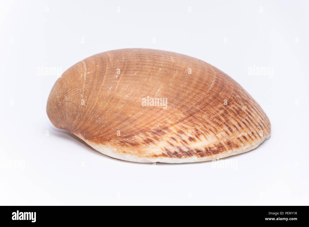 Big tropical sea shell tropics ocean colorful mussel Stock Photo - Alamy