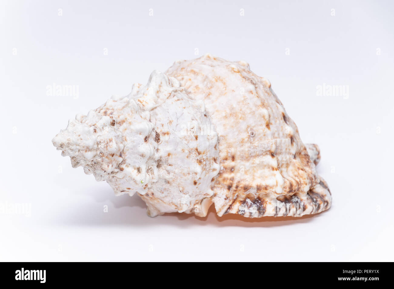 Big tropical sea shell tropics ocean colorful mussel crab Stock Photo ...