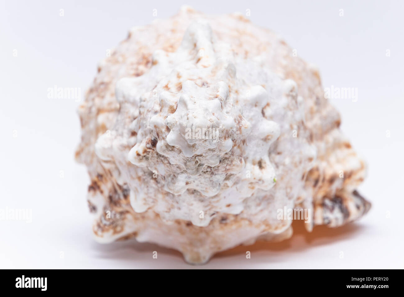 Big tropical sea shell tropics ocean colorful mussel crab Stock Photo ...