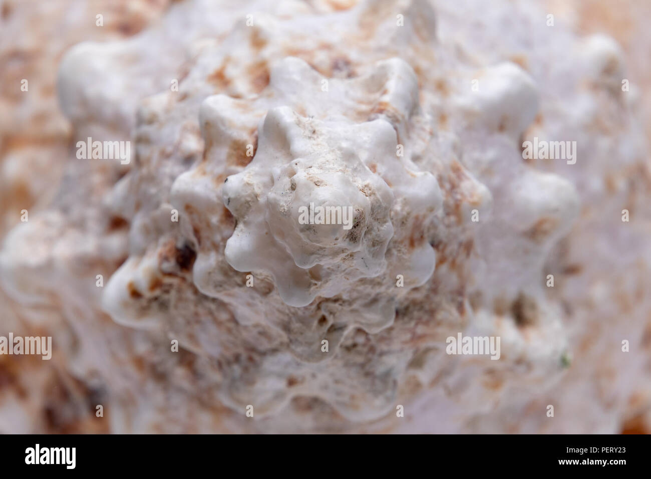 Big tropical sea shell tropics ocean colorful mussel crab Stock Photo ...