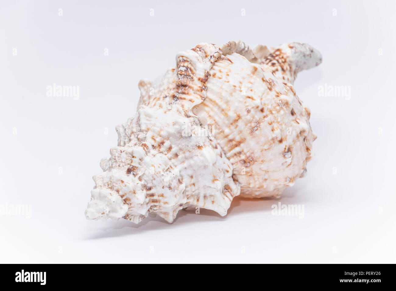 Big tropical sea shell tropics ocean colorful mussel crab Stock Photo ...