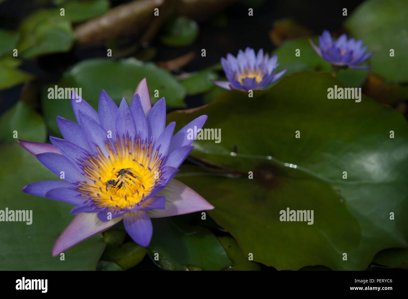 Sacred blue lily (Nymphaea caerulea) with honey bees in the centre, on ...