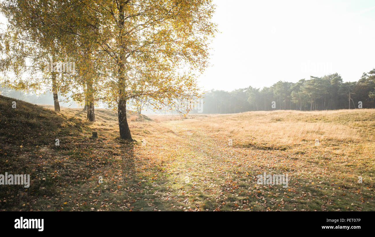 The sun sets over a misty autumn meadow near a forest, with colors or ...