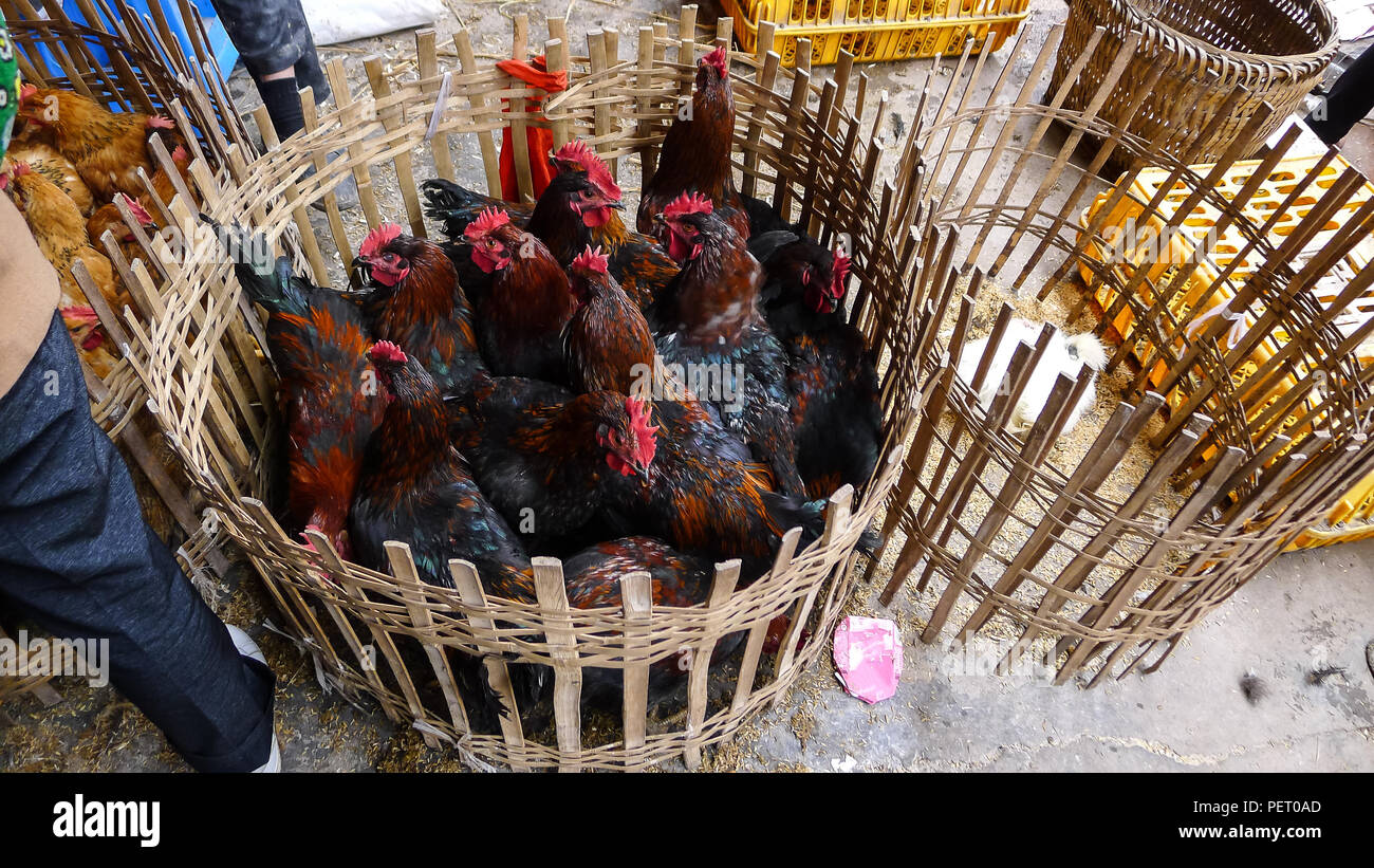 A basket of chickens are being sold in the market Stock Photo - Alamy