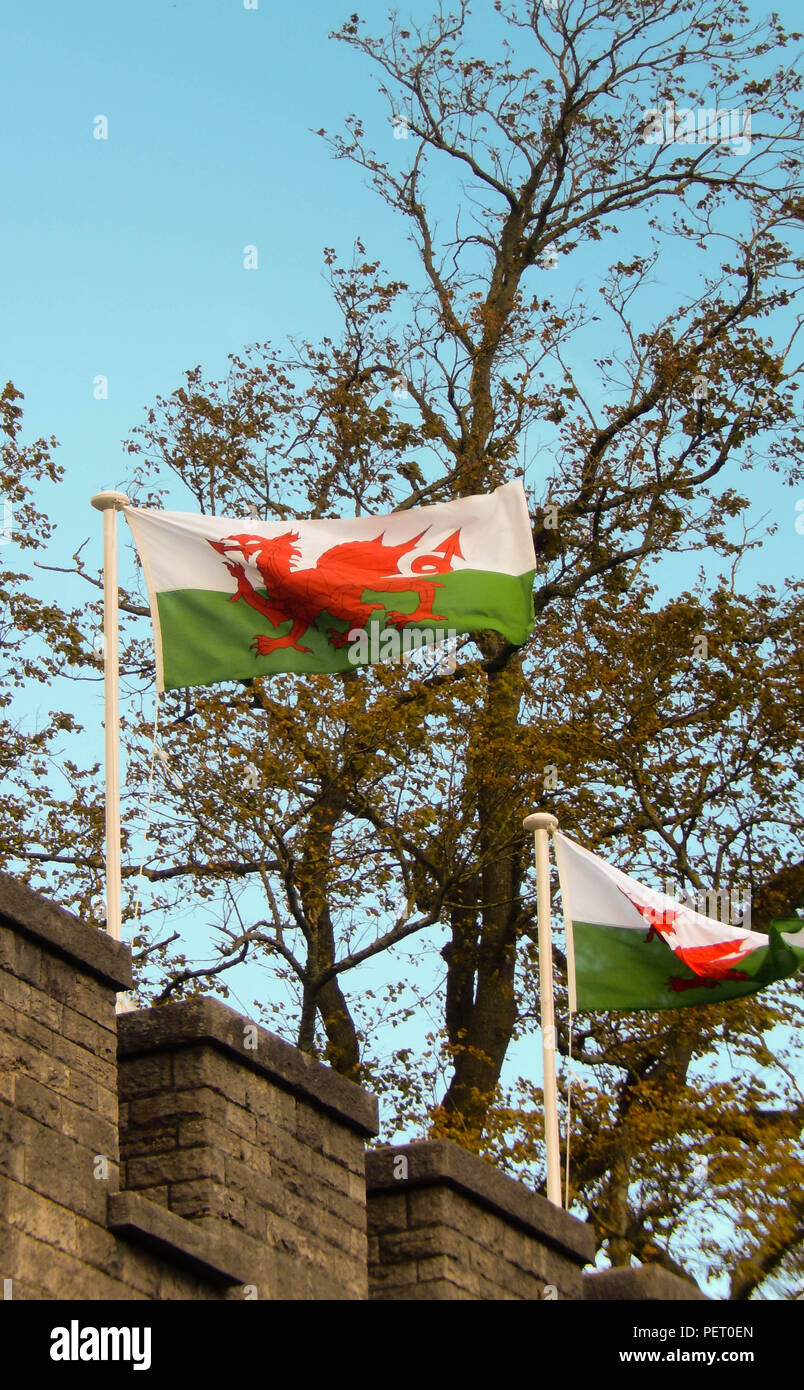 Welsh flags flying from Cardiff Castle in the city centre Stock Photo ...