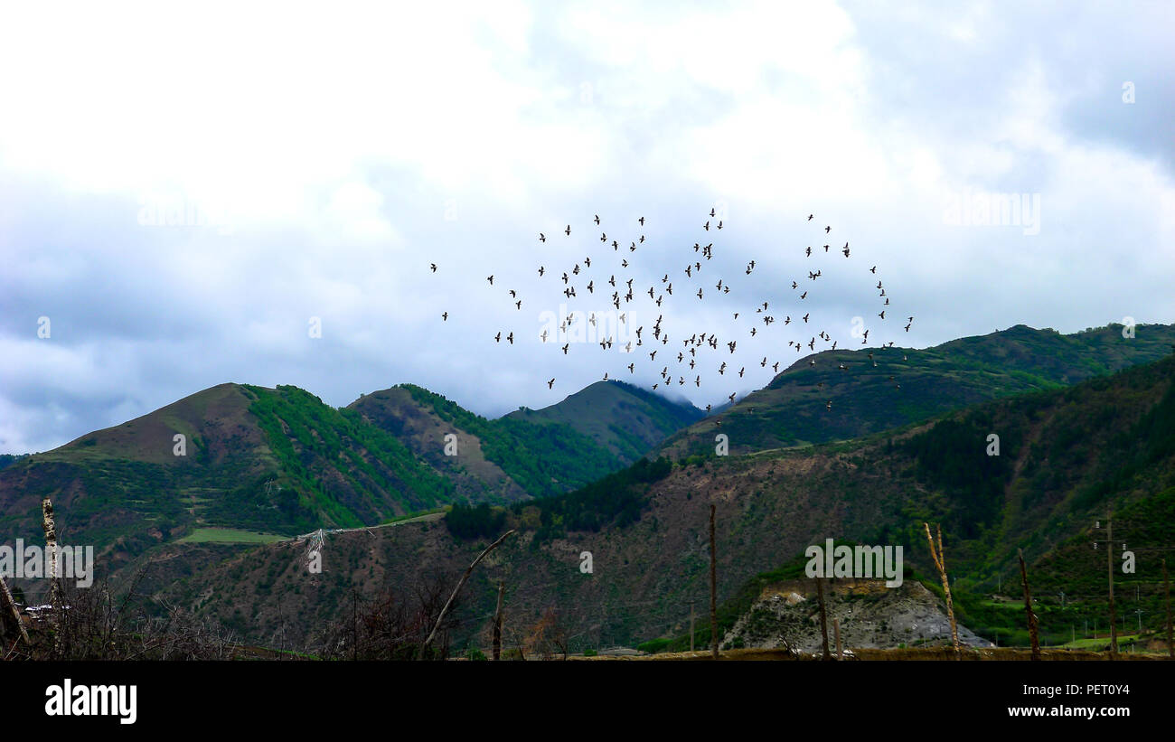 A flock of birds flying over the mountain Stock Photo - Alamy