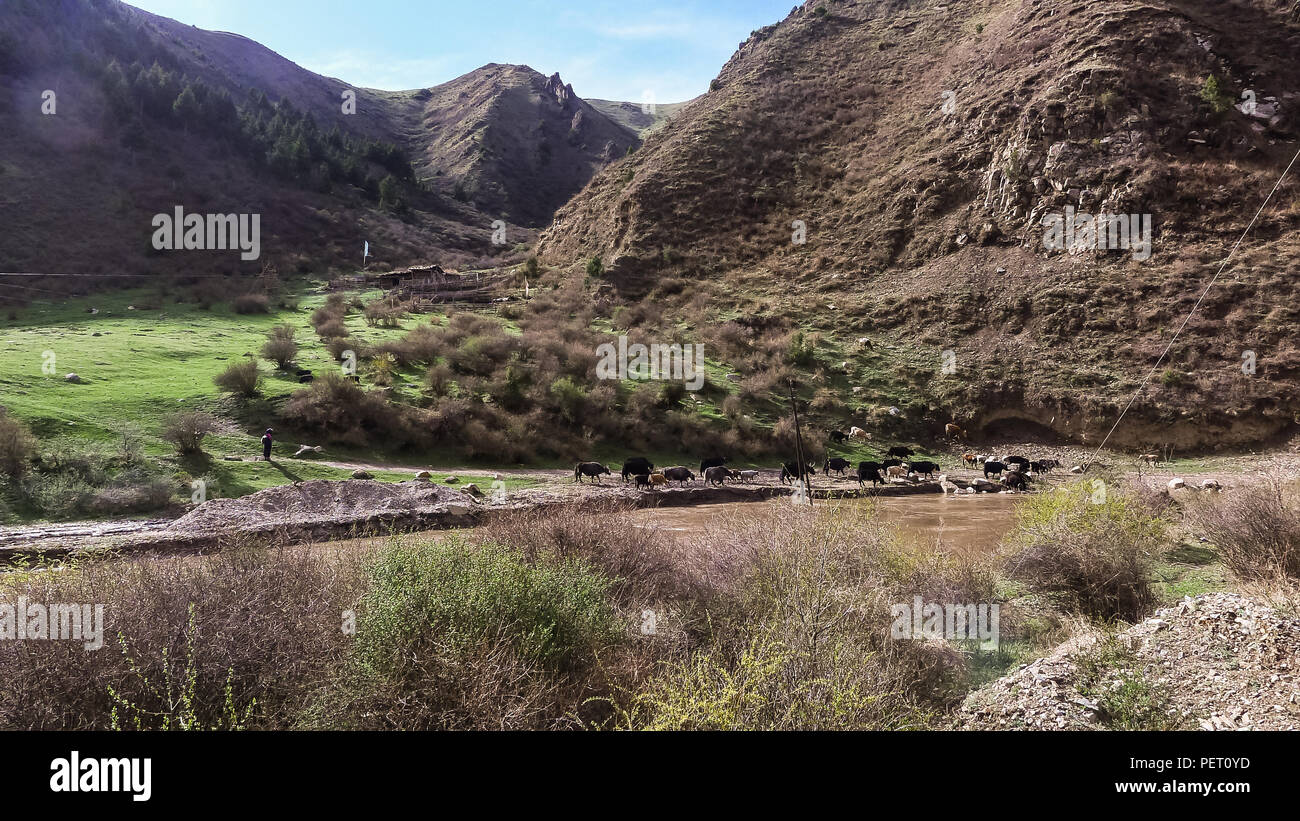 Beautiful scenery herd cattle hi-res stock photography and images - Alamy