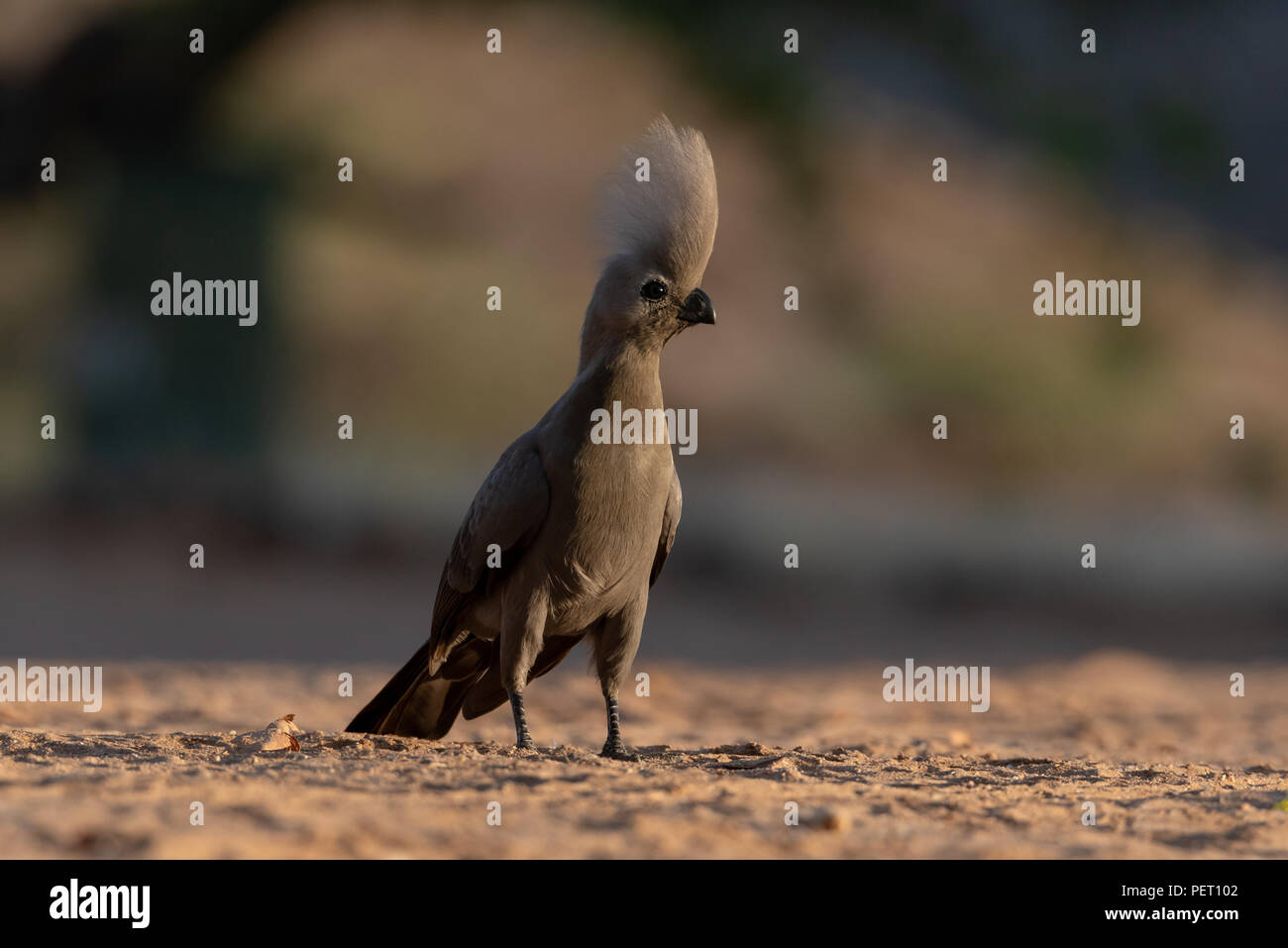 Lourie bird hi-res stock photography and images - Alamy
