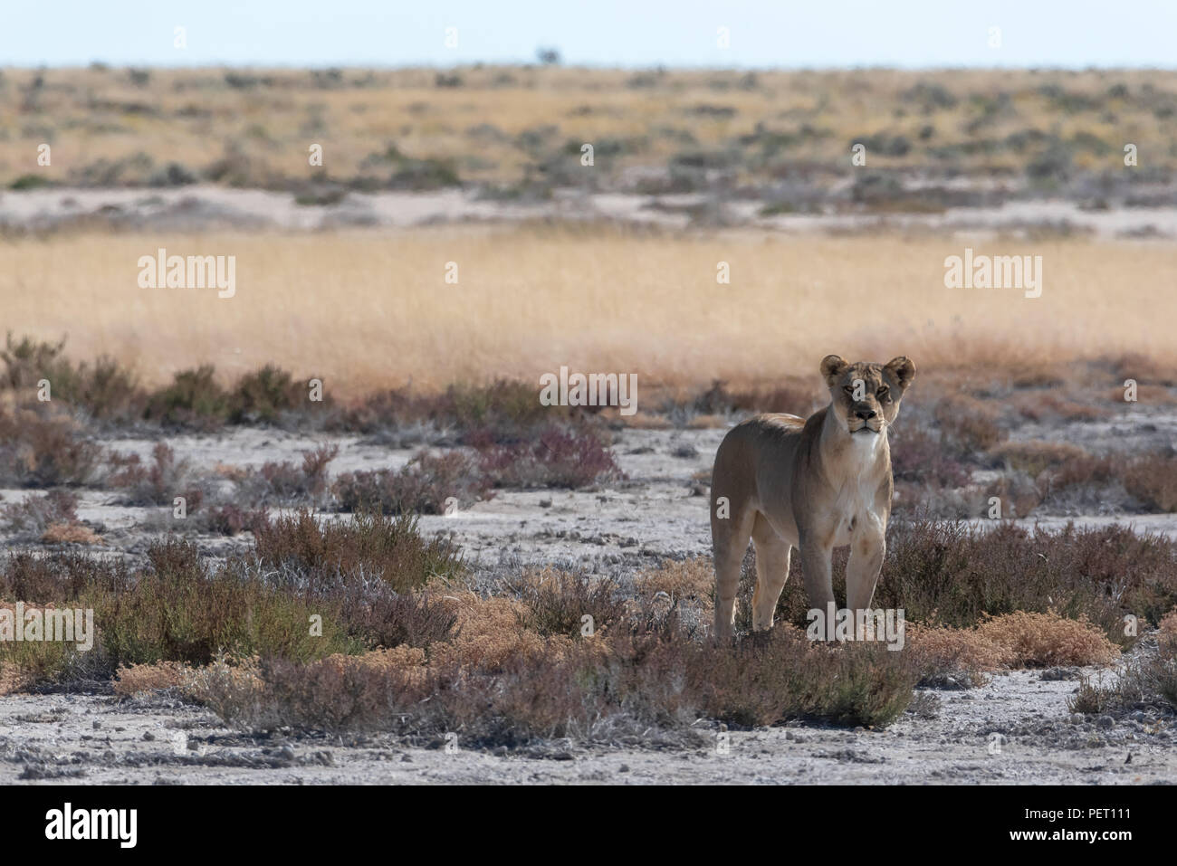 Female lion standing tall while hunting in the savanna pan, Etosha ...