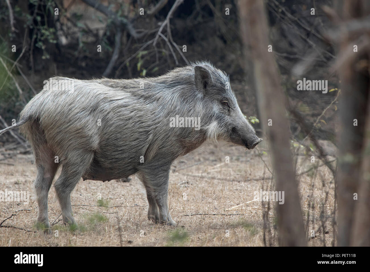 female Indian boar who stands on a clearing in a small forest on a ...