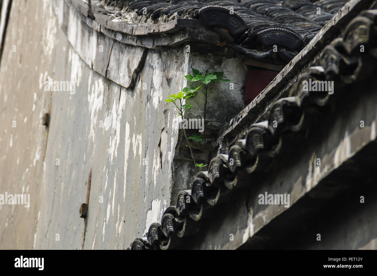 Green Grass on the Chinese Traditional Architecture Style Roof Stock ...