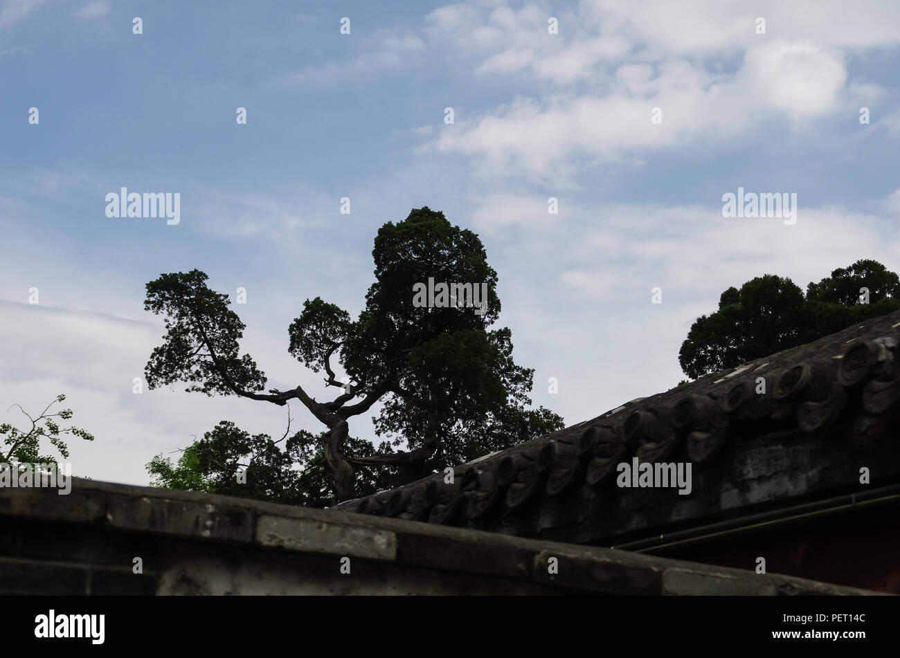 High Trees Clambered over the House Stock Photo - Alamy