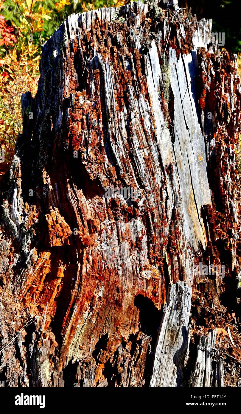Bleached dead tree stump with forest background Stock Photo - Alamy