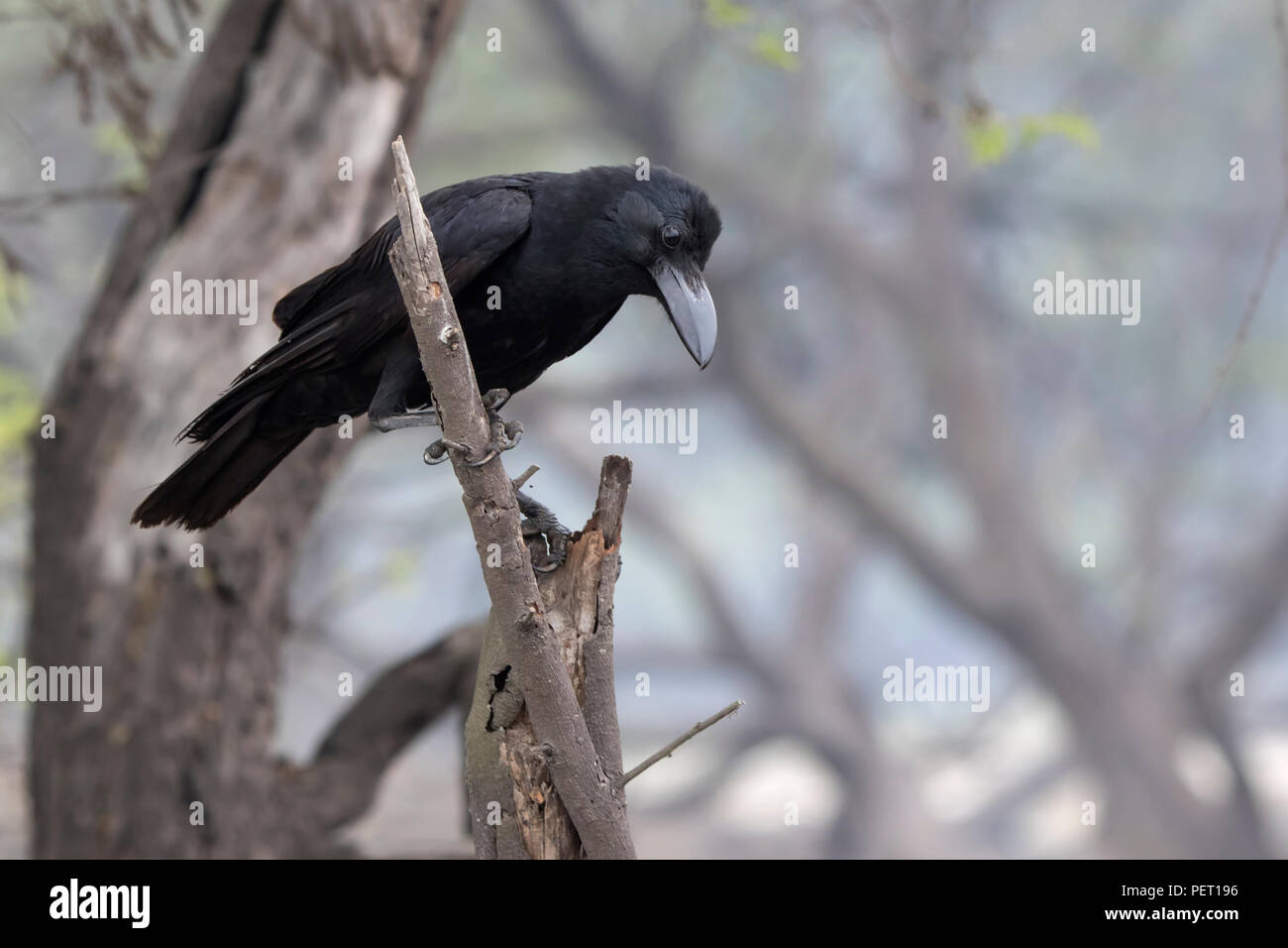 Indian Jungle Crow High Resolution Stock Photography and Images - Alamy