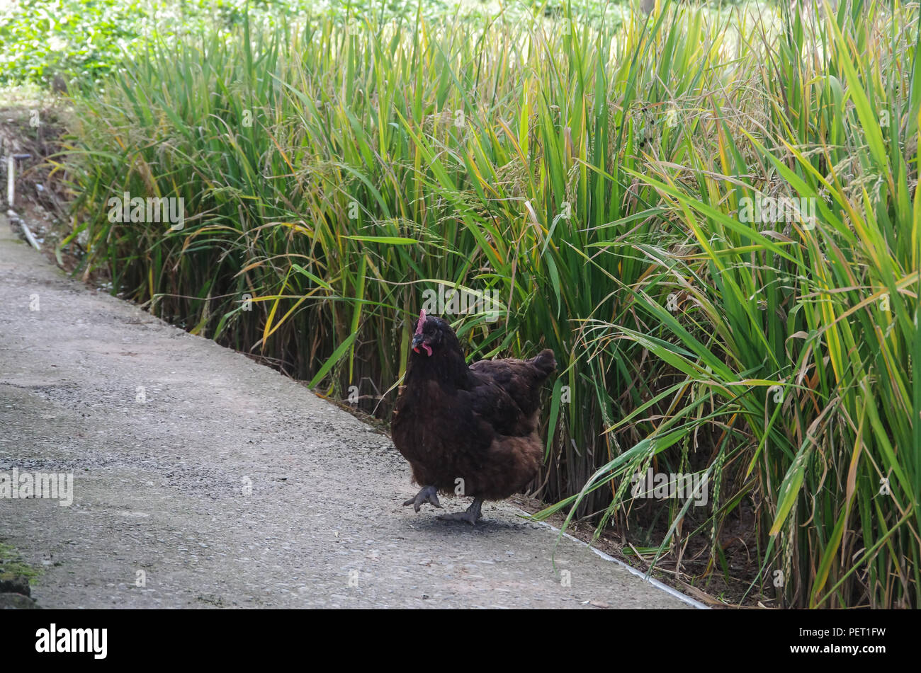 Cooking egg road hi-res stock photography and images - Alamy