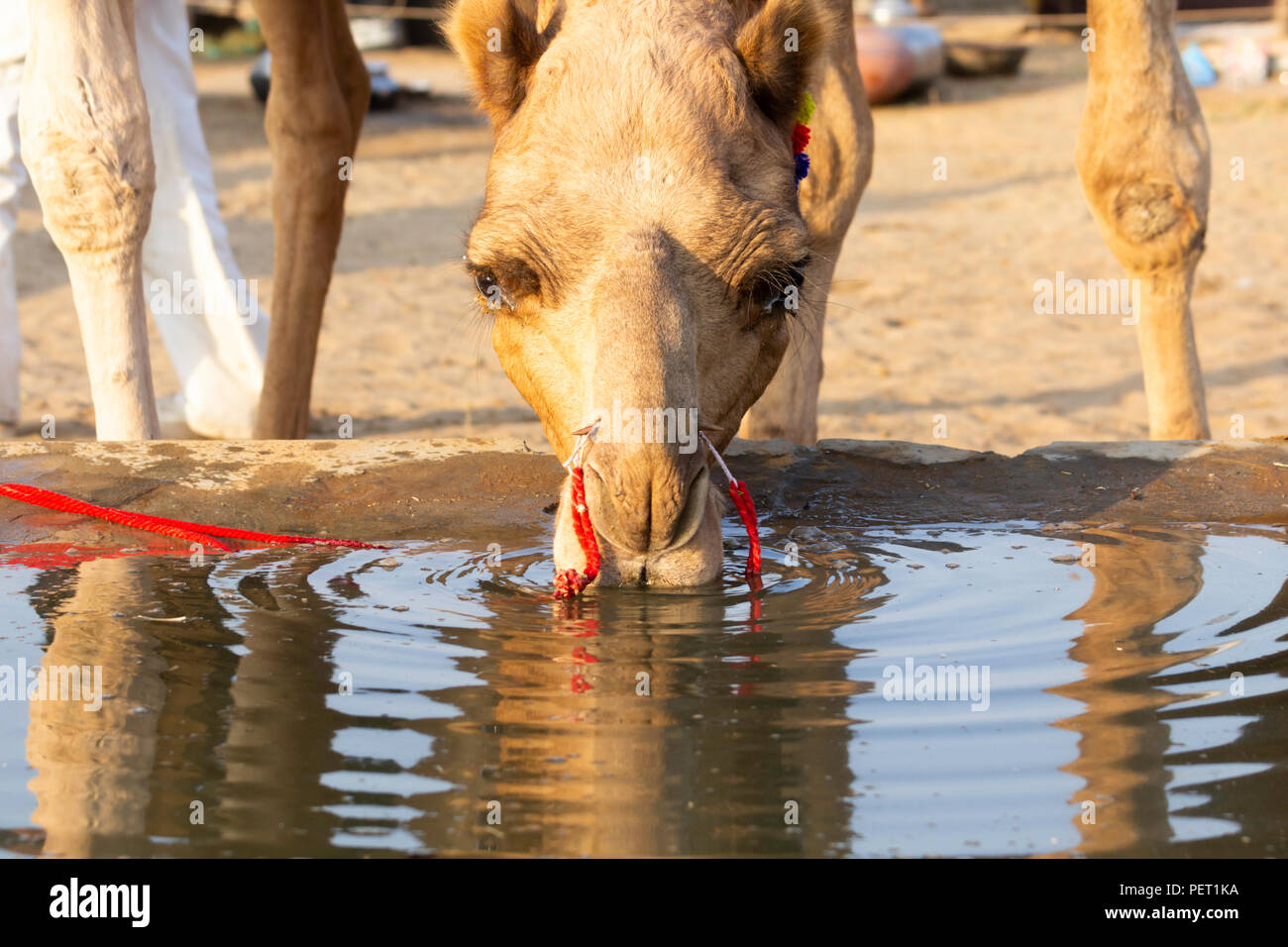 Camel drinking water hi-res stock photography and images - Alamy