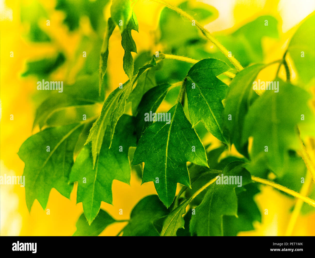 macro of the Cissus plant Stock Photo - Alamy