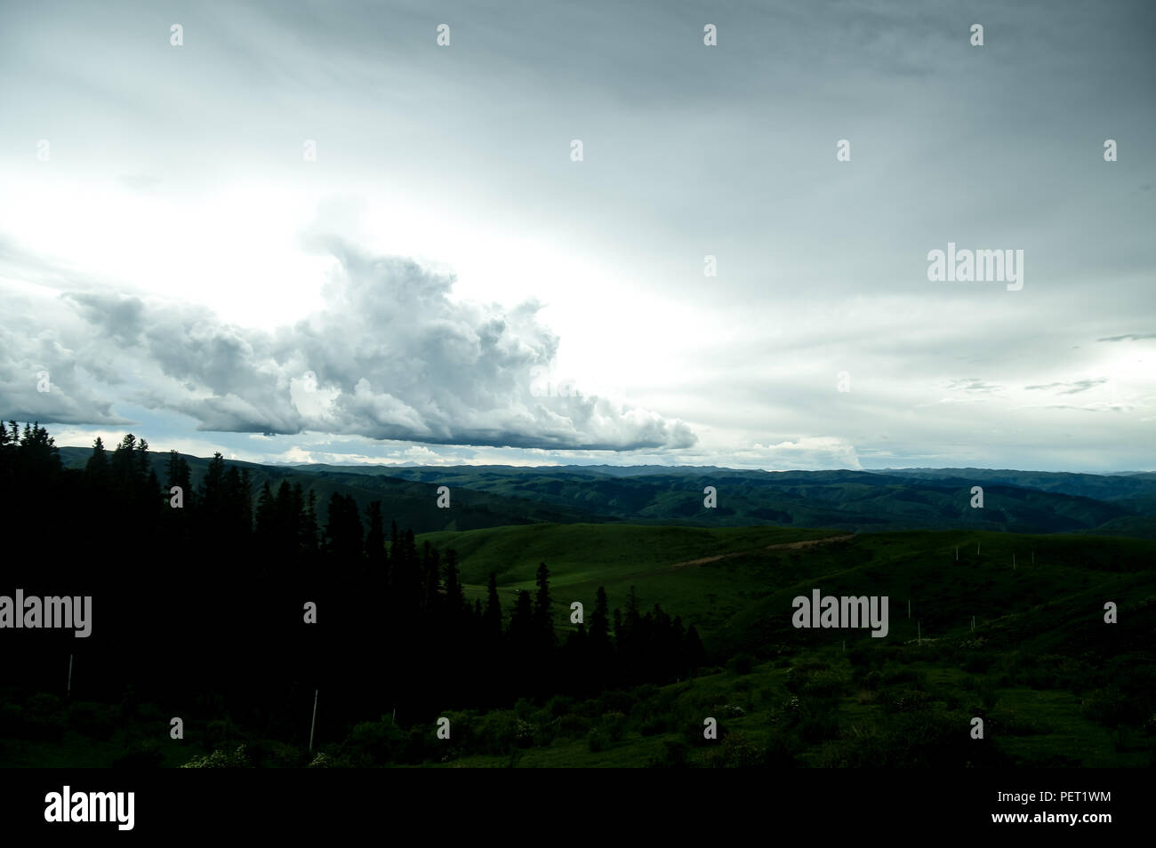 Green Trees and Patch of Green Grass Stock Photo - Alamy