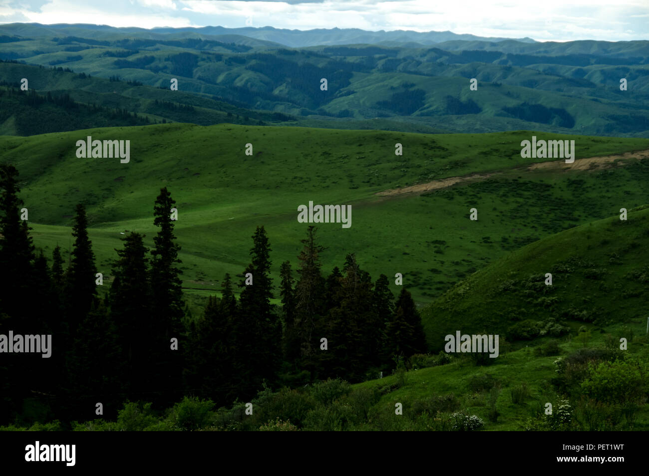 Green Trees and Patch of Green Grass Stock Photo - Alamy