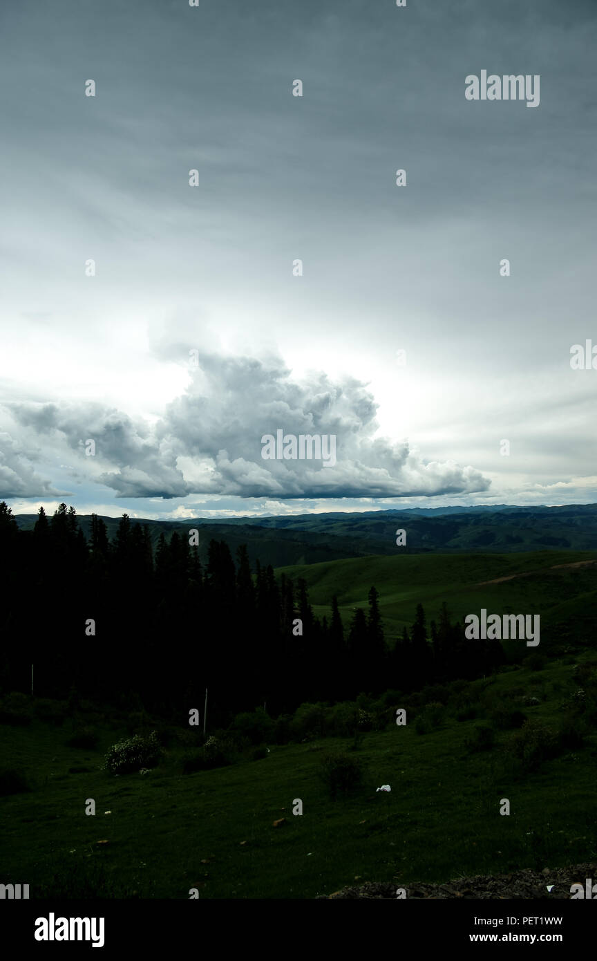 Green Trees and Patch of Green Grass Stock Photo - Alamy
