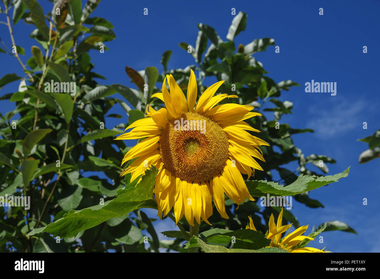 Close up sunflower field grass hi-res stock photography and images - Alamy
