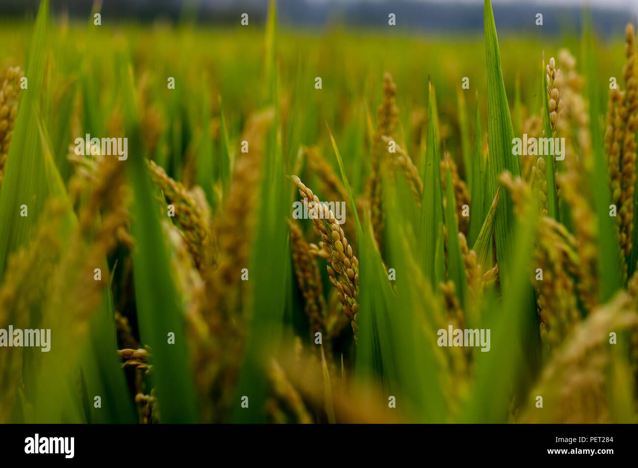 A Close-up of Mature rice Stock Photo - Alamy