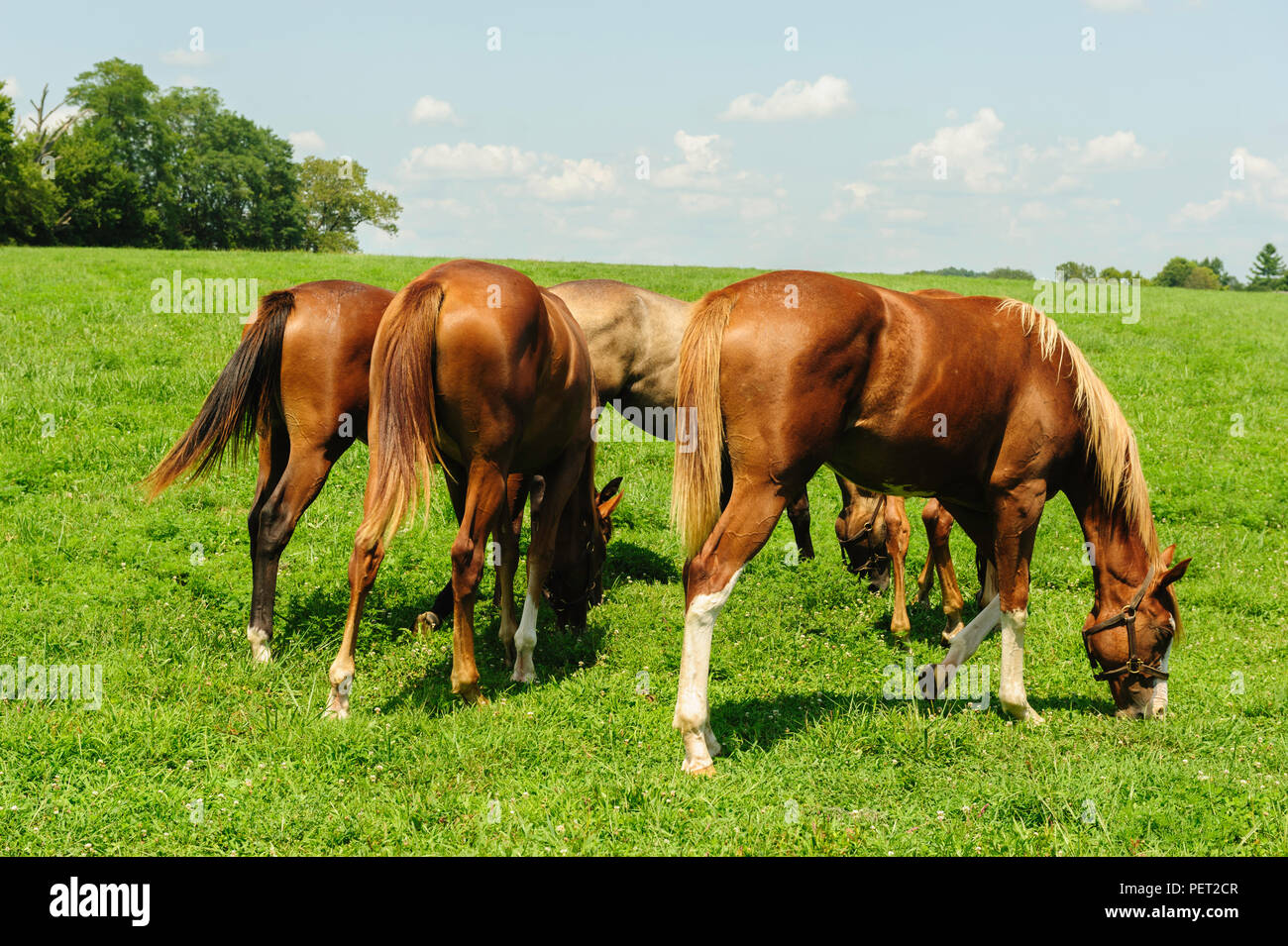 Thoroughbred horses on a Kentucky horse farm Stock Photo - Alamy