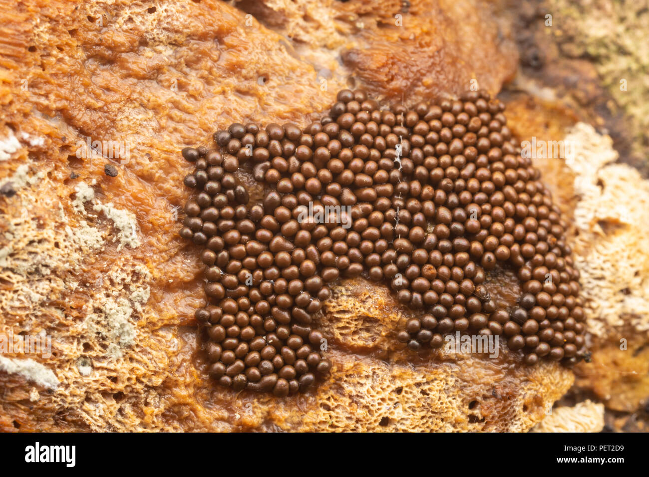 Slime mold (Trichia sp.) fruiting bodies (sporangia) grow on a rotting ...